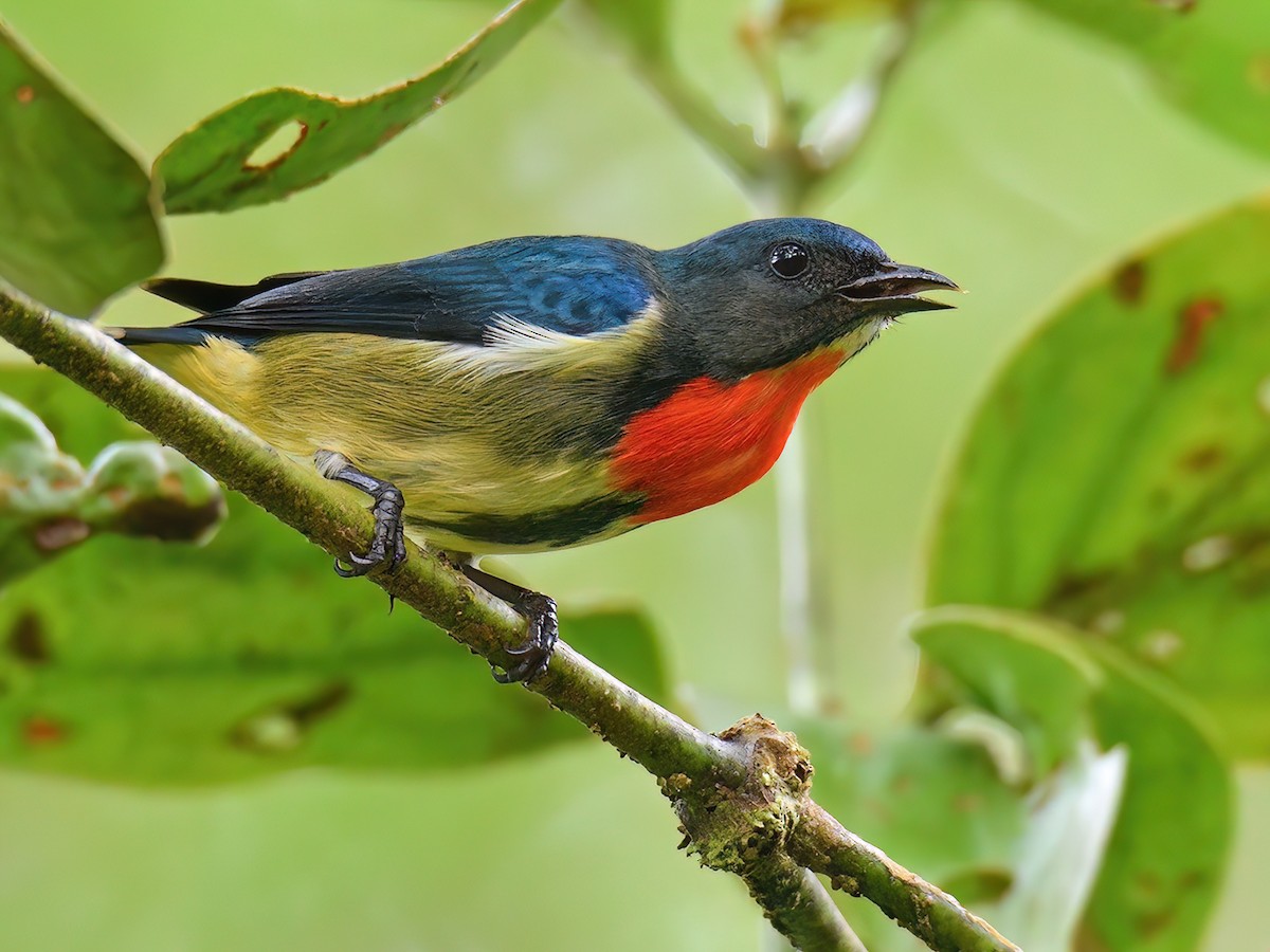 Fire-throated Flowerpecker - Dicaeum luzoniense - Birds of the World