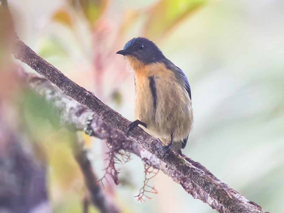 Sumatran Flowerpecker - Dicaeum beccarii - Birds of the World