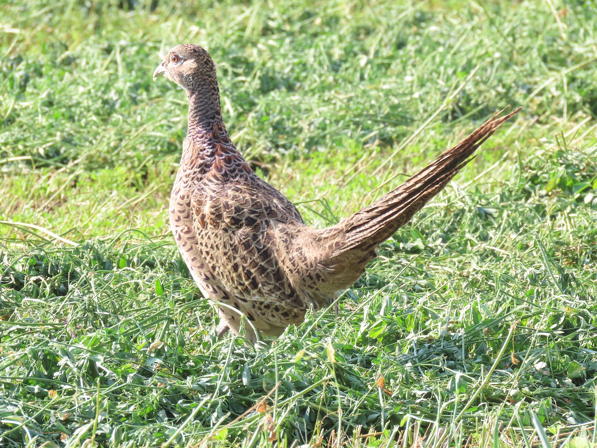 eBird Checklist - 3 Oct 2023 - Stricker Rd. - 9 species