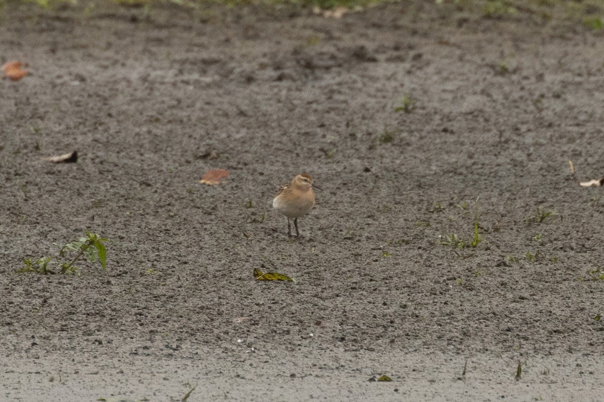 eBird Checklist - 4 Oct 2023 - Heron Lakes Golf Club--Force Lake - 31 ...