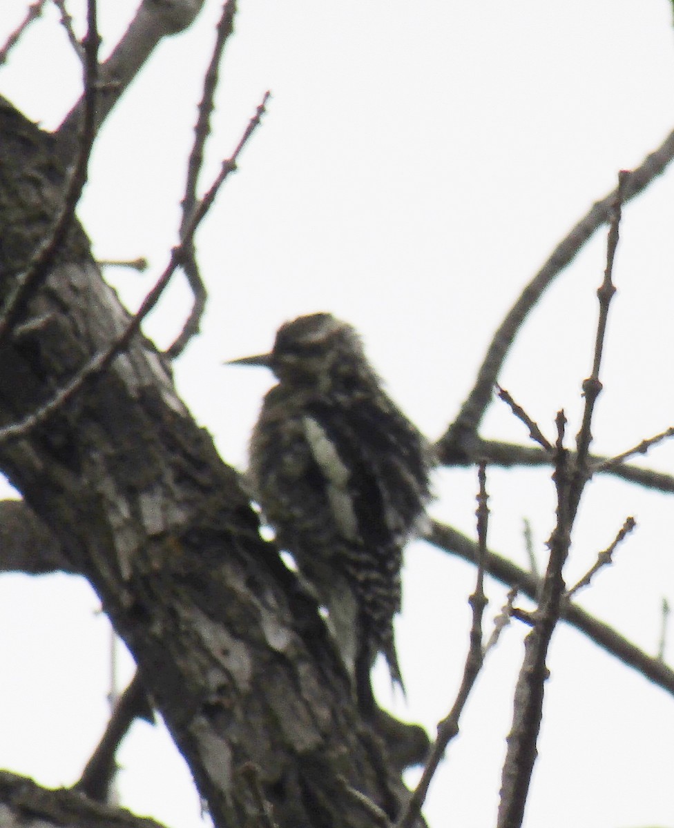 eBird Checklist - 4 Oct 2023 - Leif Erickson Park and Lakewalk - 15 species