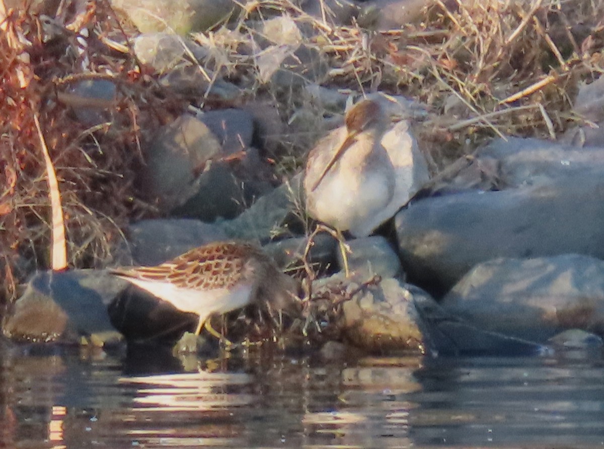 eBird Checklist - 4 Oct 2023 - Station d'épuration, Cap-St-Ignace - 36 ...