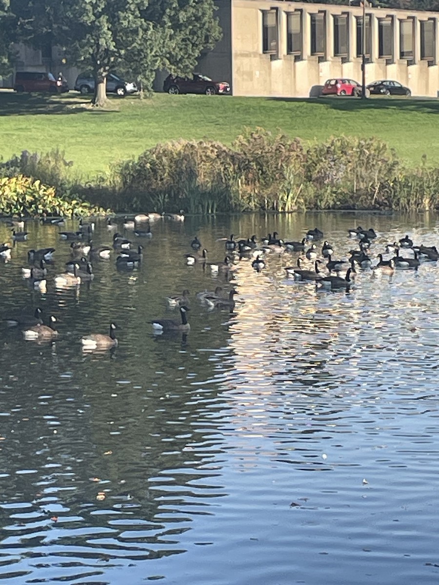 eBird Checklist - 4 Oct 2023 - UMass Amherst--Campus Pond - 1 species