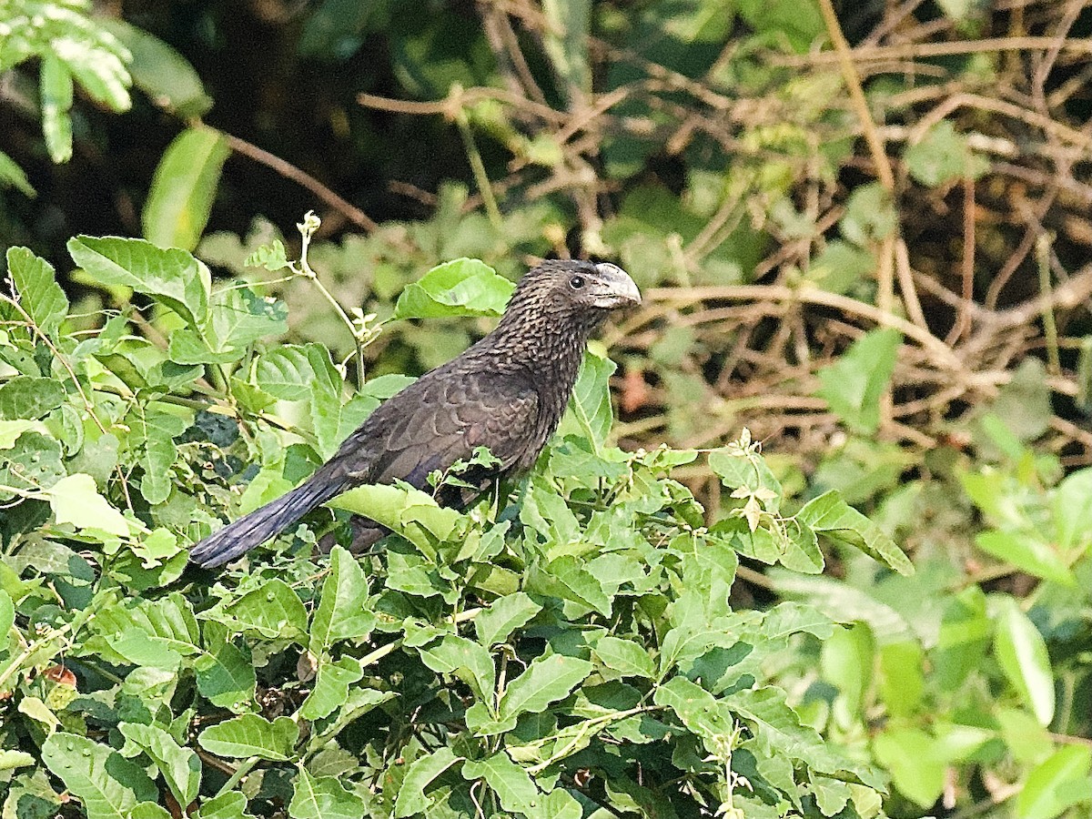 eBird Checklist - 11 Sep 2023 - Chuchini Ecological Reserve - 116 species