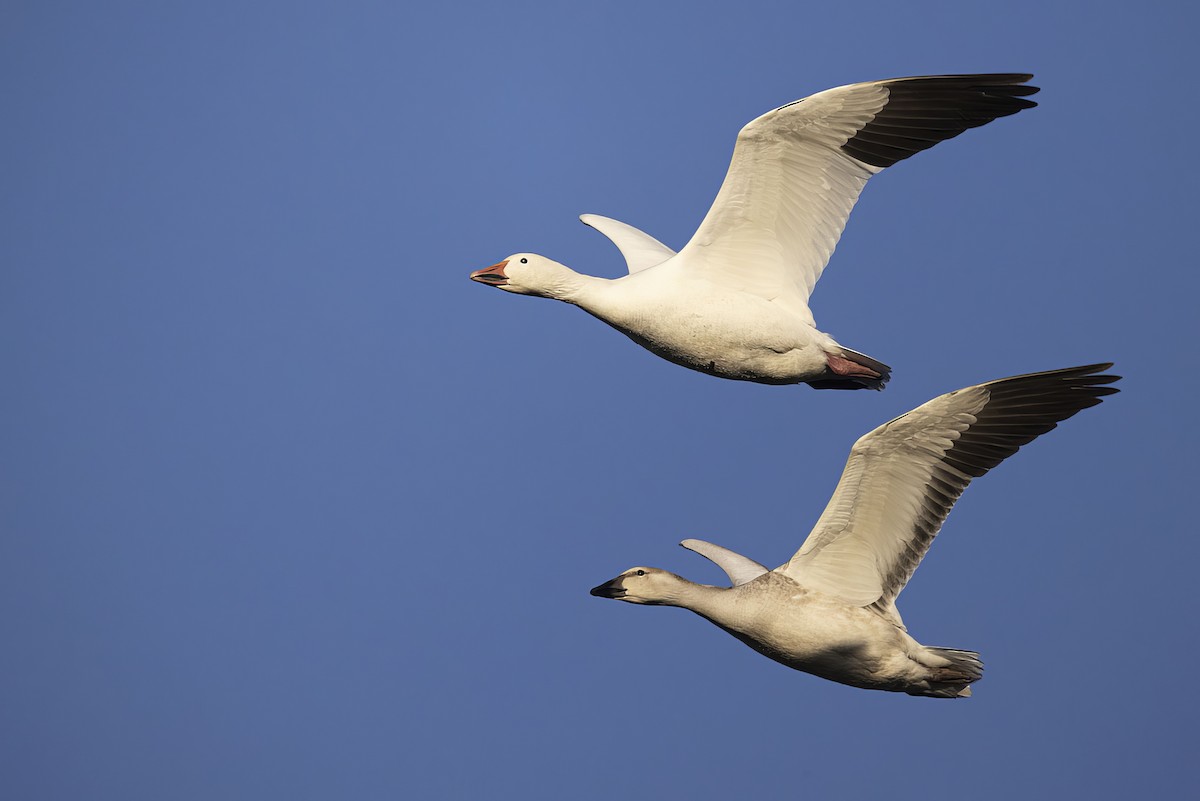 eBird Checklist - 24 Sep 2023 - Bruderheim Natural Areas - 26 species ...