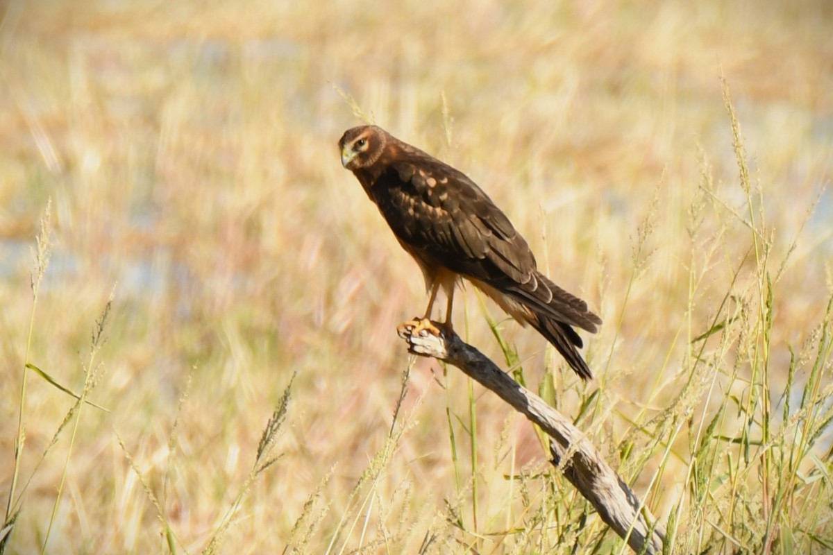 eBird Checklist - 4 Oct 2023 - Whitewater Draw WA - 46 species