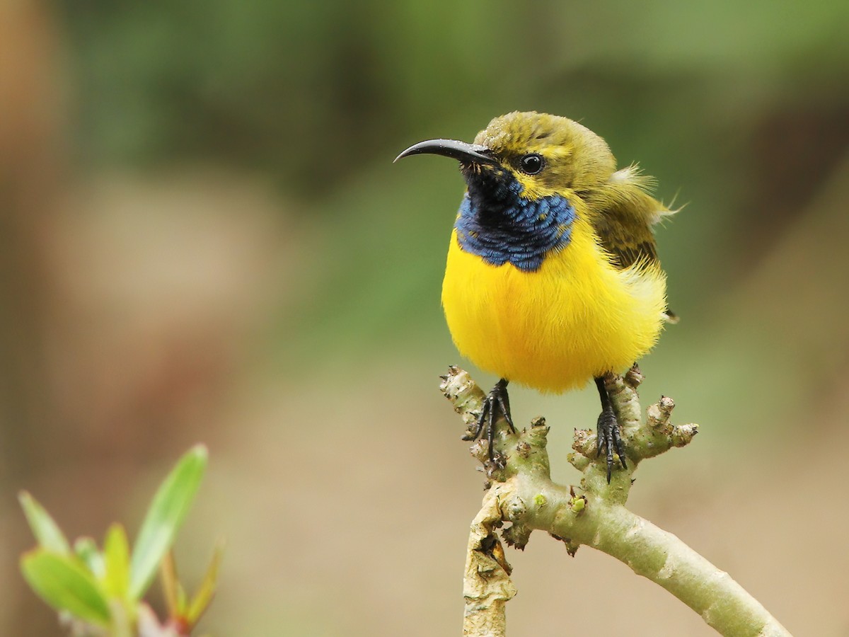 Sahul Sunbird - Cinnyris frenatus - Birds of the World