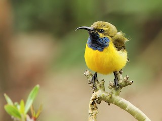 Sahul Sunbird - Cinnyris frenatus - Birds of the World