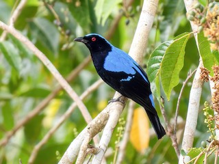 Palawan Fairy-bluebird - Irena tweeddalii - Birds of the World