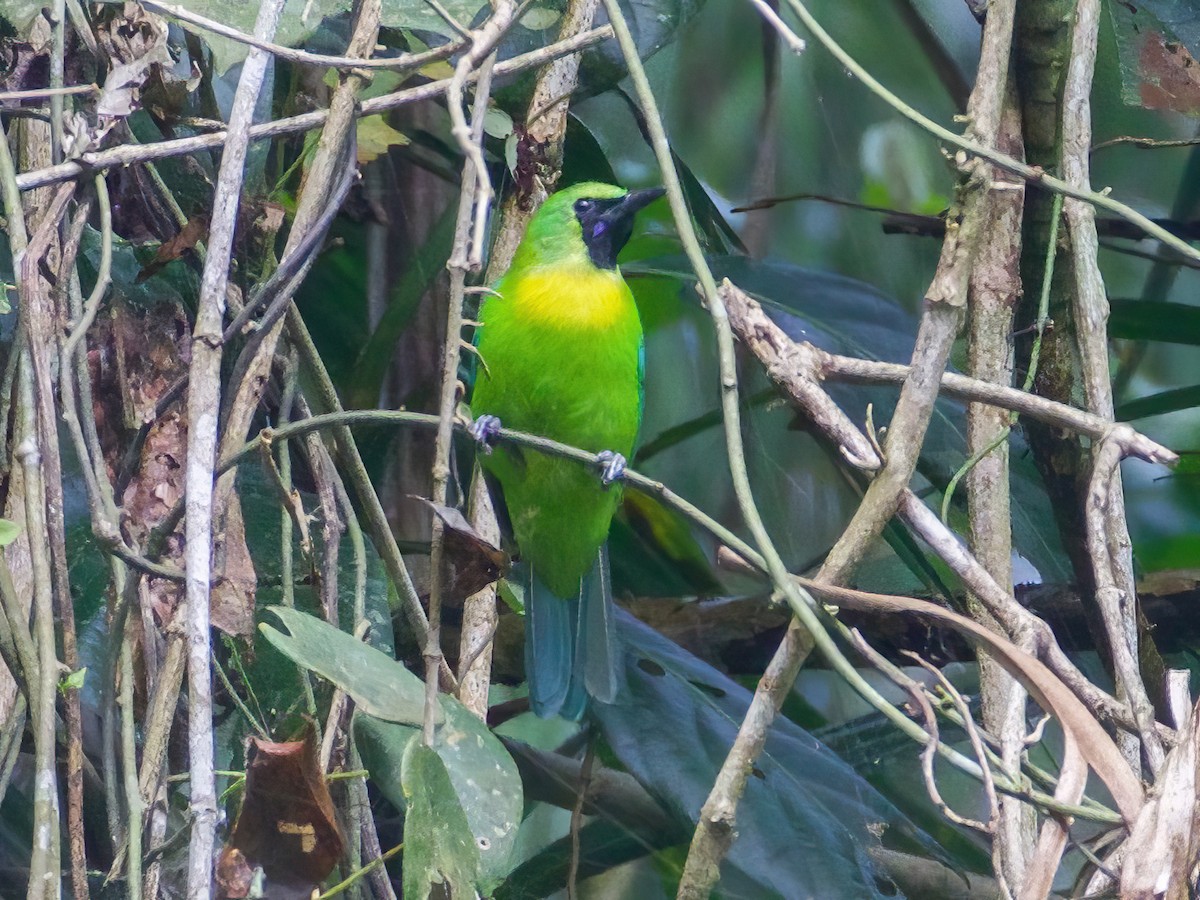 Javan Leafbird - Chloropsis cochinchinensis - Birds of the World