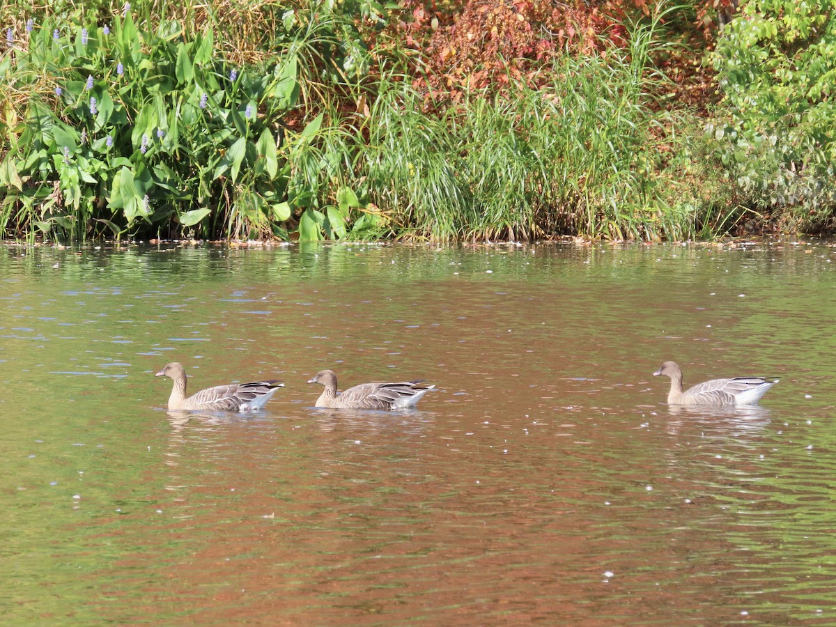 eBird Checklist - 5 Oct 2023 - UMass Amherst--Campus Pond - 5 species