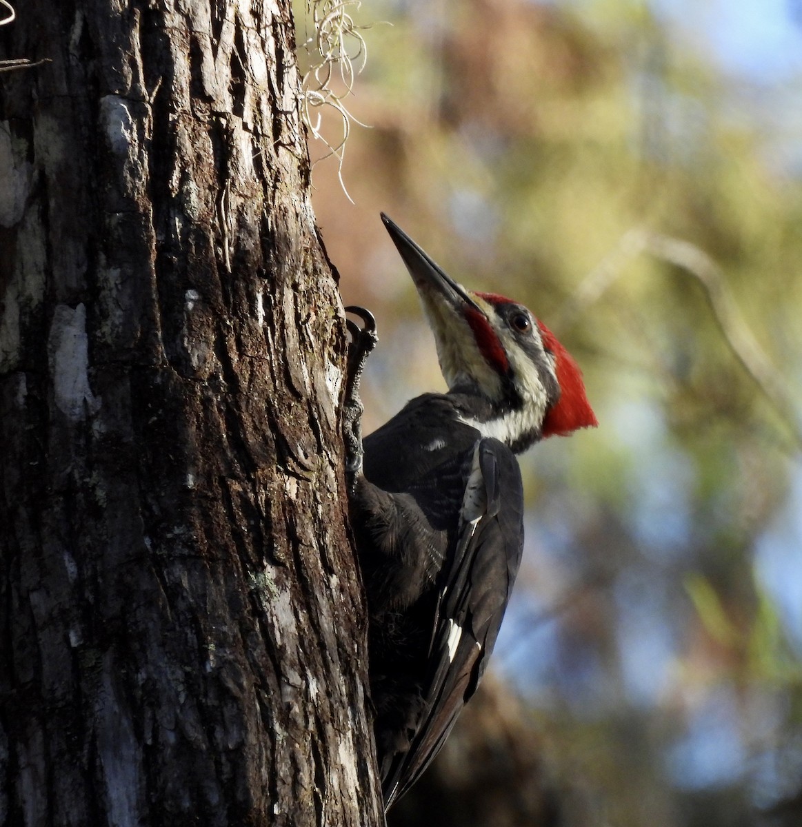 eBird Checklist - 5 Oct 2023 - Loxahatchee NWR - 52 species