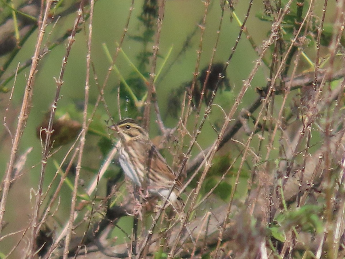 eBird Checklist - 5 Oct 2023 - Wallkill River NWR--Liberty Marsh ...