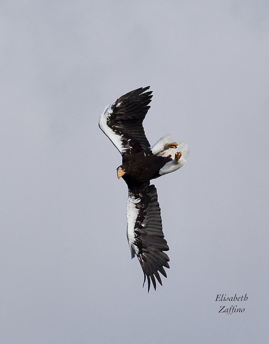 eBird Checklist - 23 Sep 2023 - Trinity Bay--The Coish, Cat Cove and ...