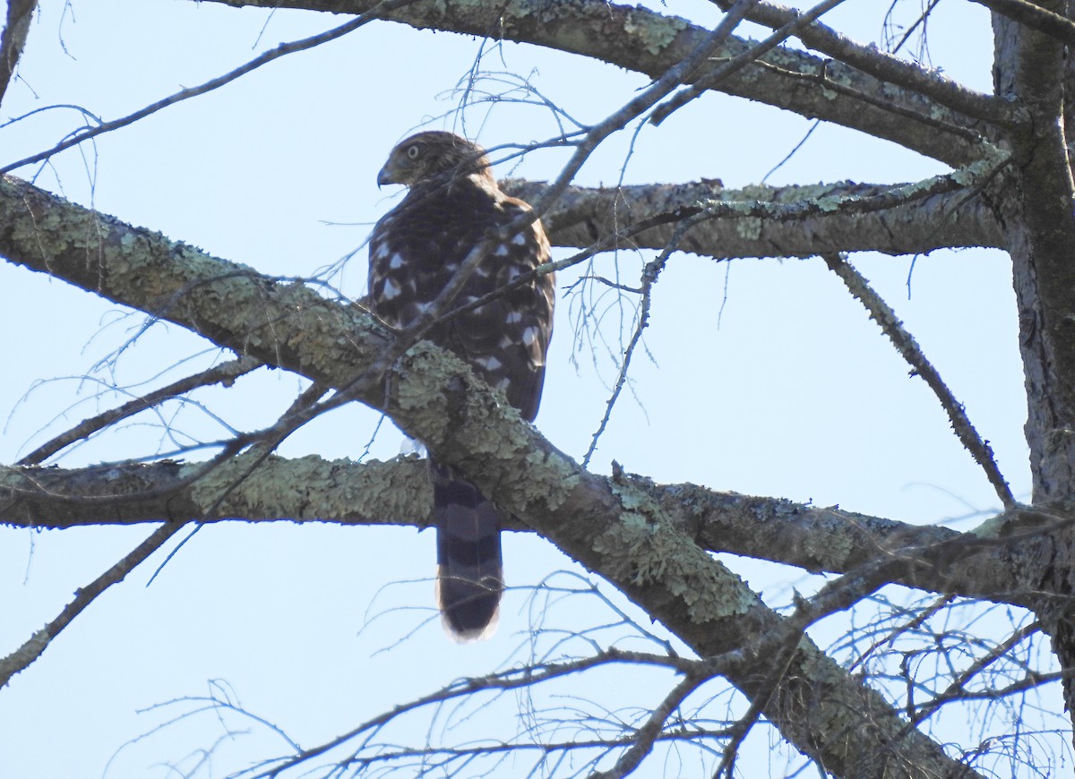 Mass Audubon eBird Checklist - 5 Oct 2023 - D. Blakely Hoar Sanctuary ...