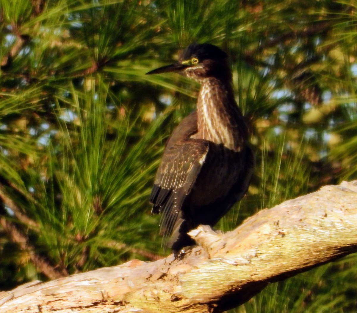 eBird Checklist - 5 Oct 2023 - Delaware Seashore SP--Thompson Island ...