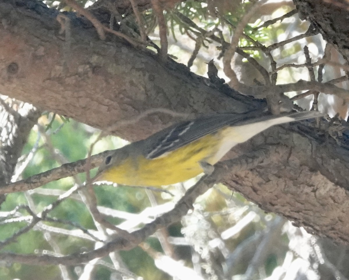 eBird Checklist - 5 Oct 2023 - Natural Bridges SB - 6 species