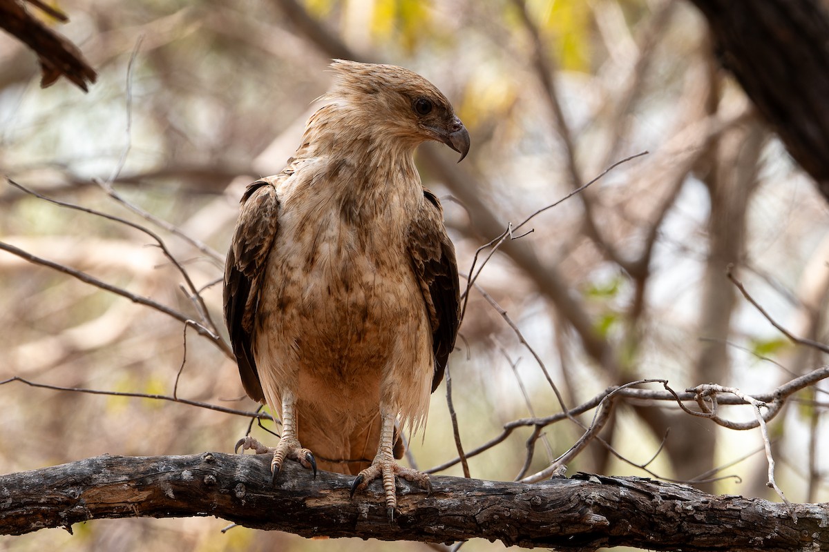eBird Australia Checklist - 17 Sep 2023 - Broome Bird Observatory - 18 ...