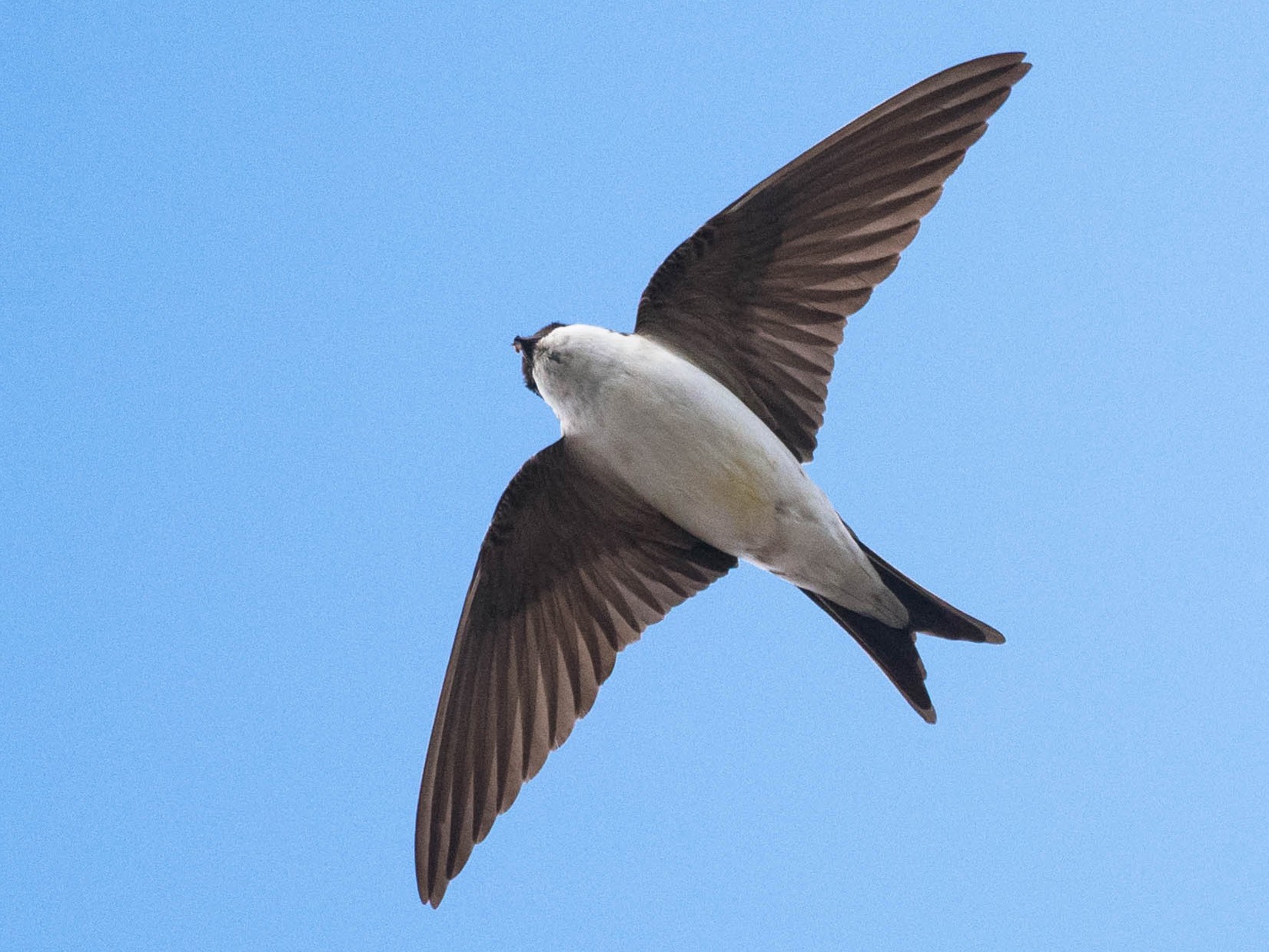 Western House-Martin - eBird