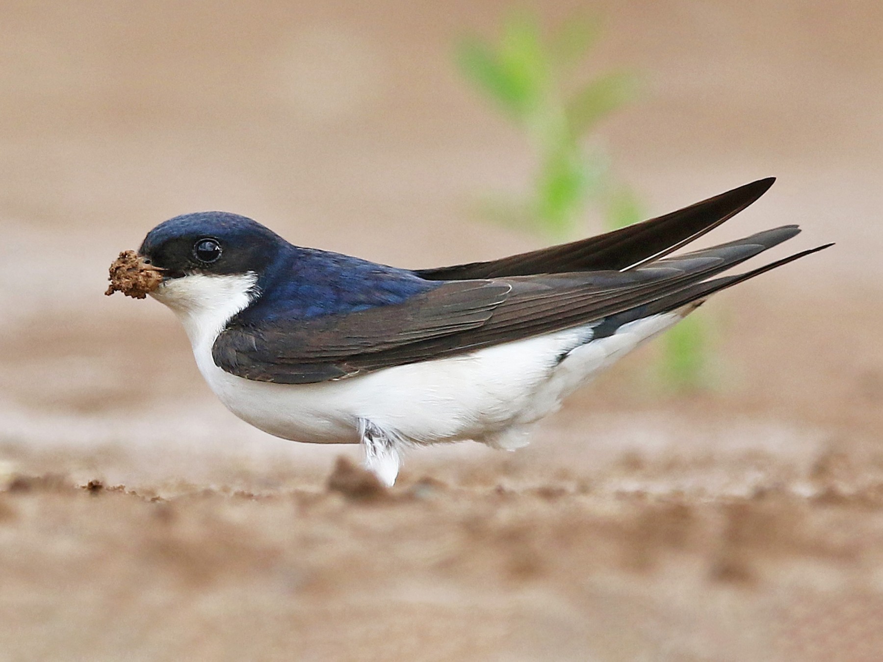 Western House-Martin - eBird