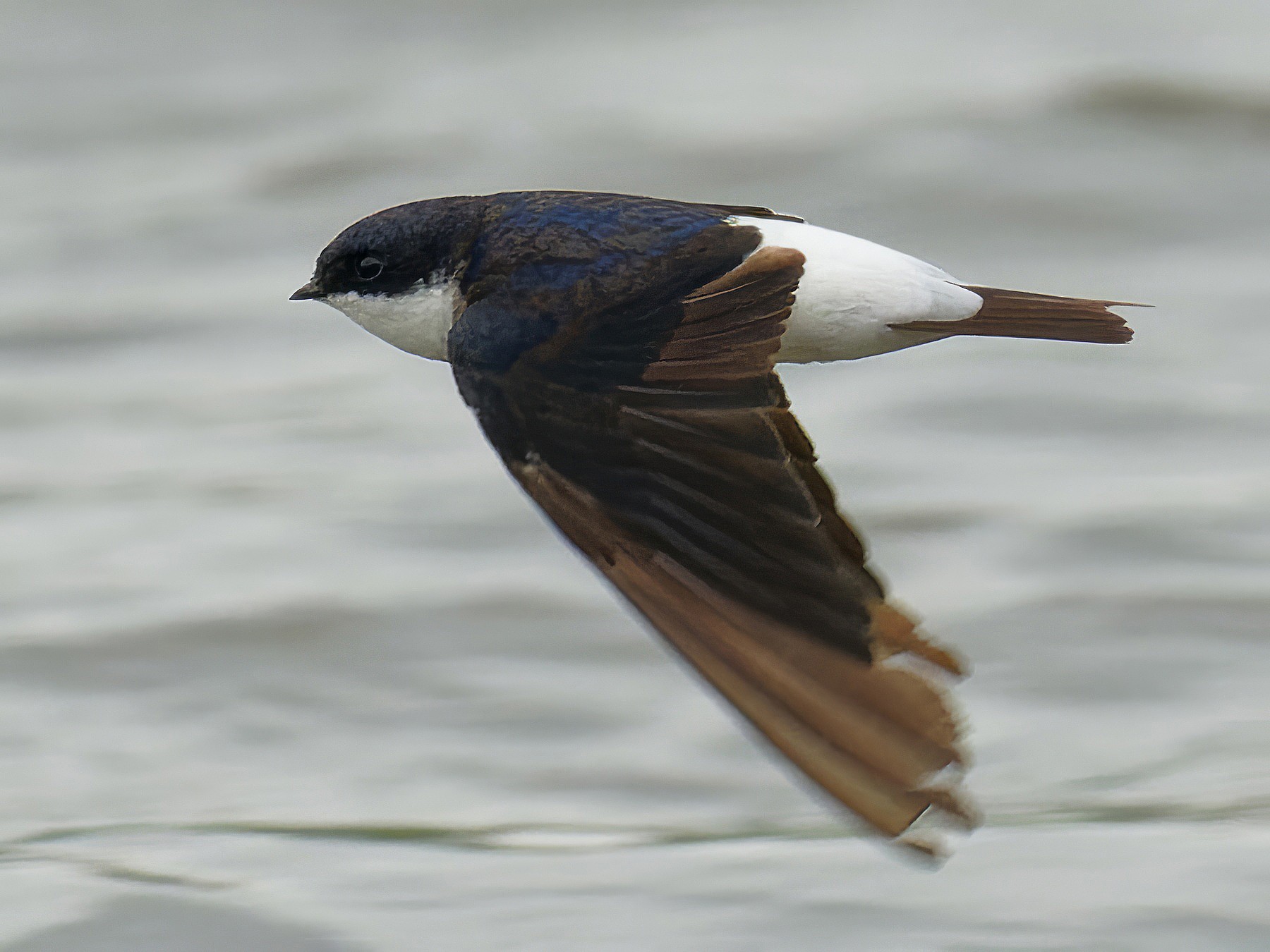 Siberian House-Martin - eBird
