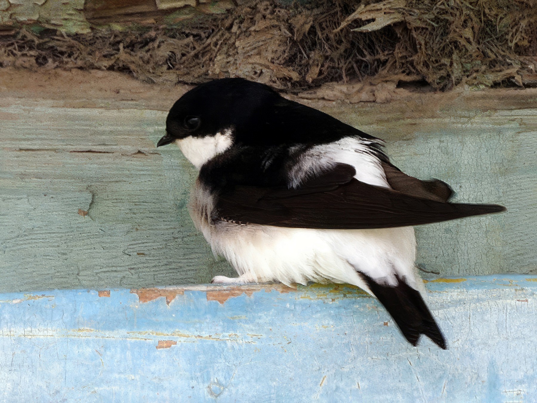 Siberian House-Martin - eBird