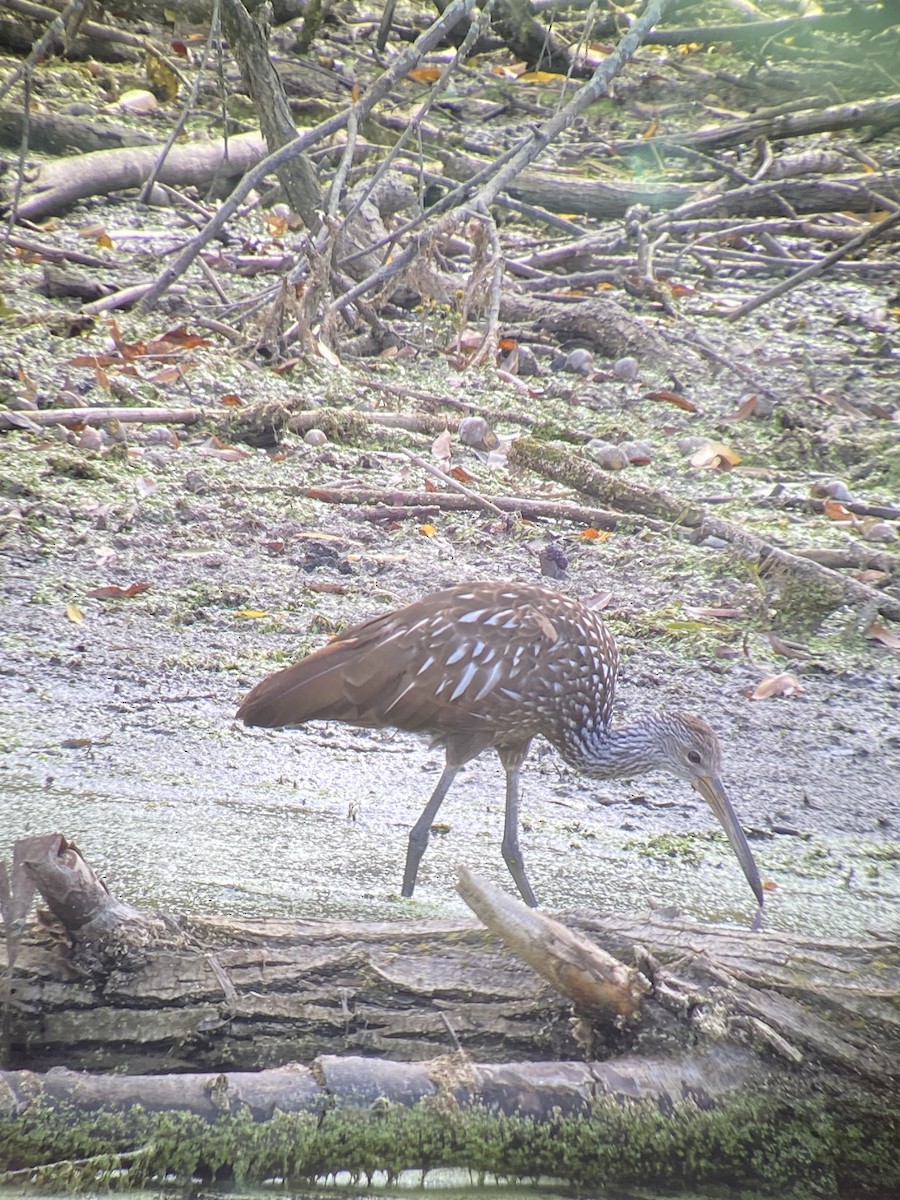 eBird Checklist - 6 Oct 2023 - Old State Rd, Fairgrove US-MI 43.57673 ...