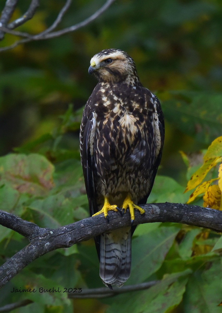 Pennsylvania eBird Checklist - 5 Oct 2023 - stakeout Swainson’s Hawk ...