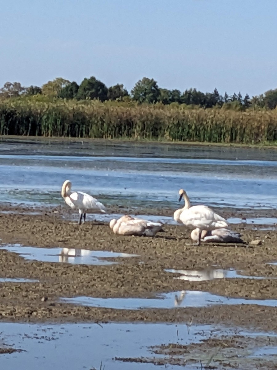 eBird Checklist - 6 Oct 2023 - Battelle Darby Creek Metro Park--Darby ...