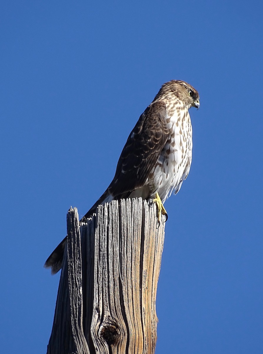 eBird Checklist - 6 Oct 2023 - Lake Park (Reno) - 17 species (+3 other ...