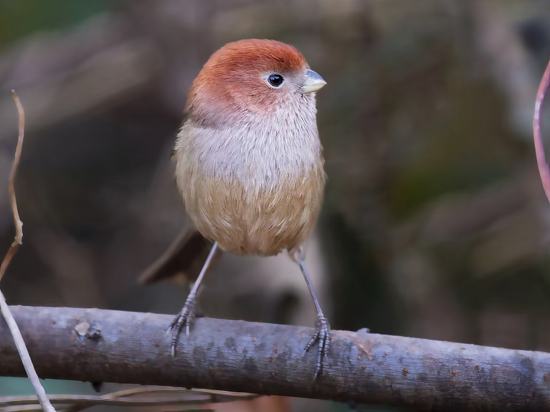 Eye-ringed Parrotbill - eBird