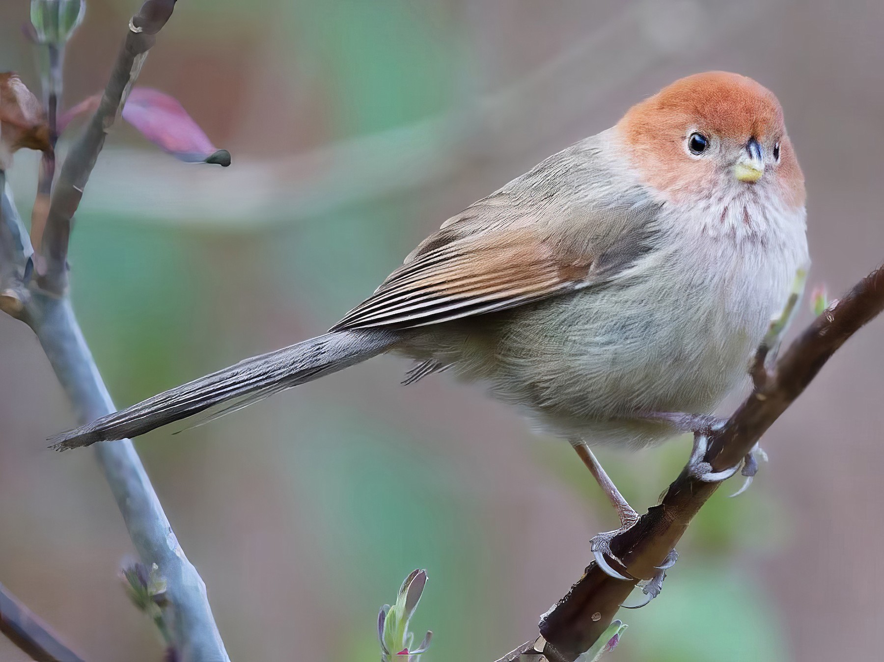 Eye-ringed Parrotbill - eBird