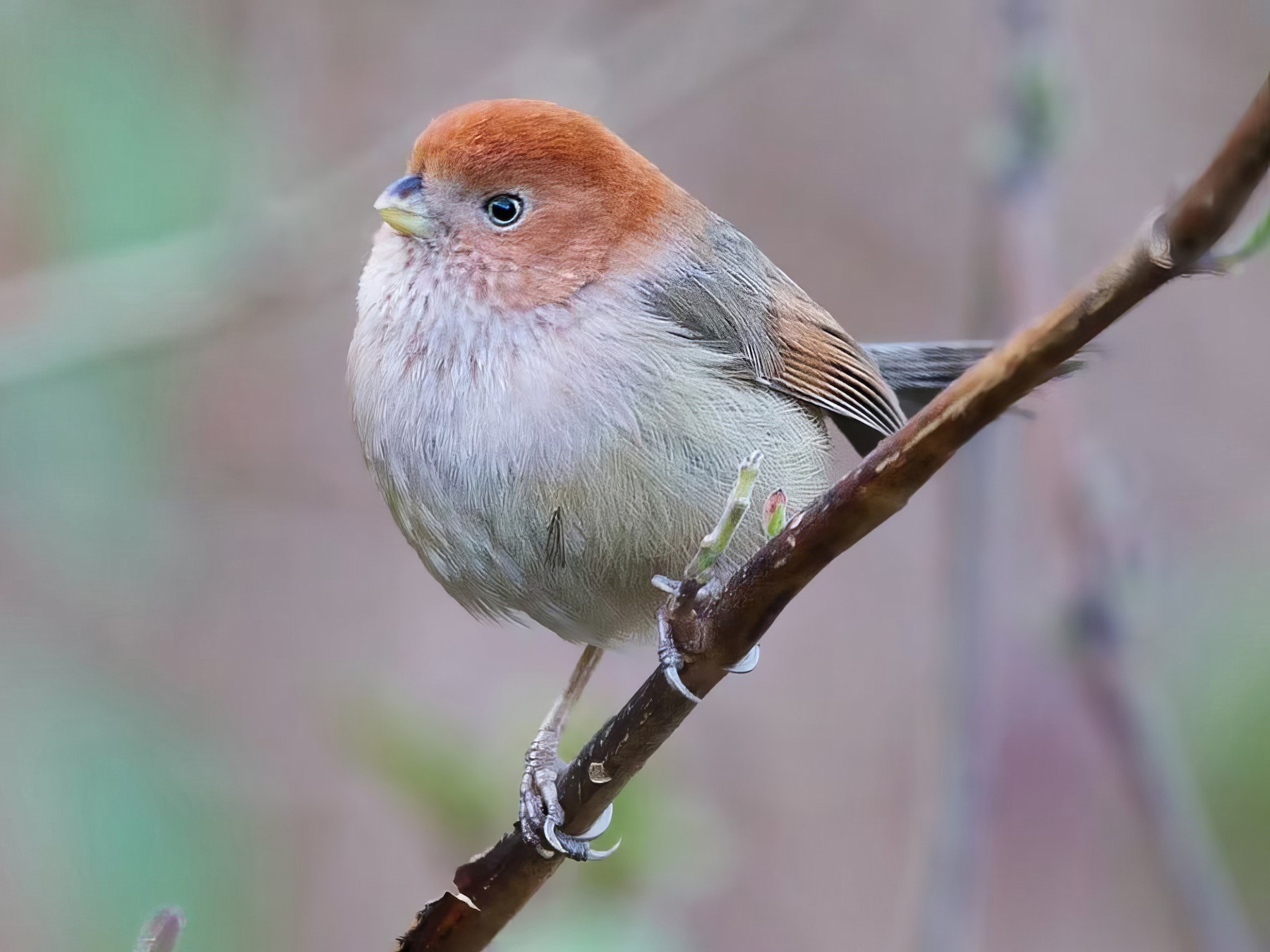 Eye-ringed Parrotbill - eBird