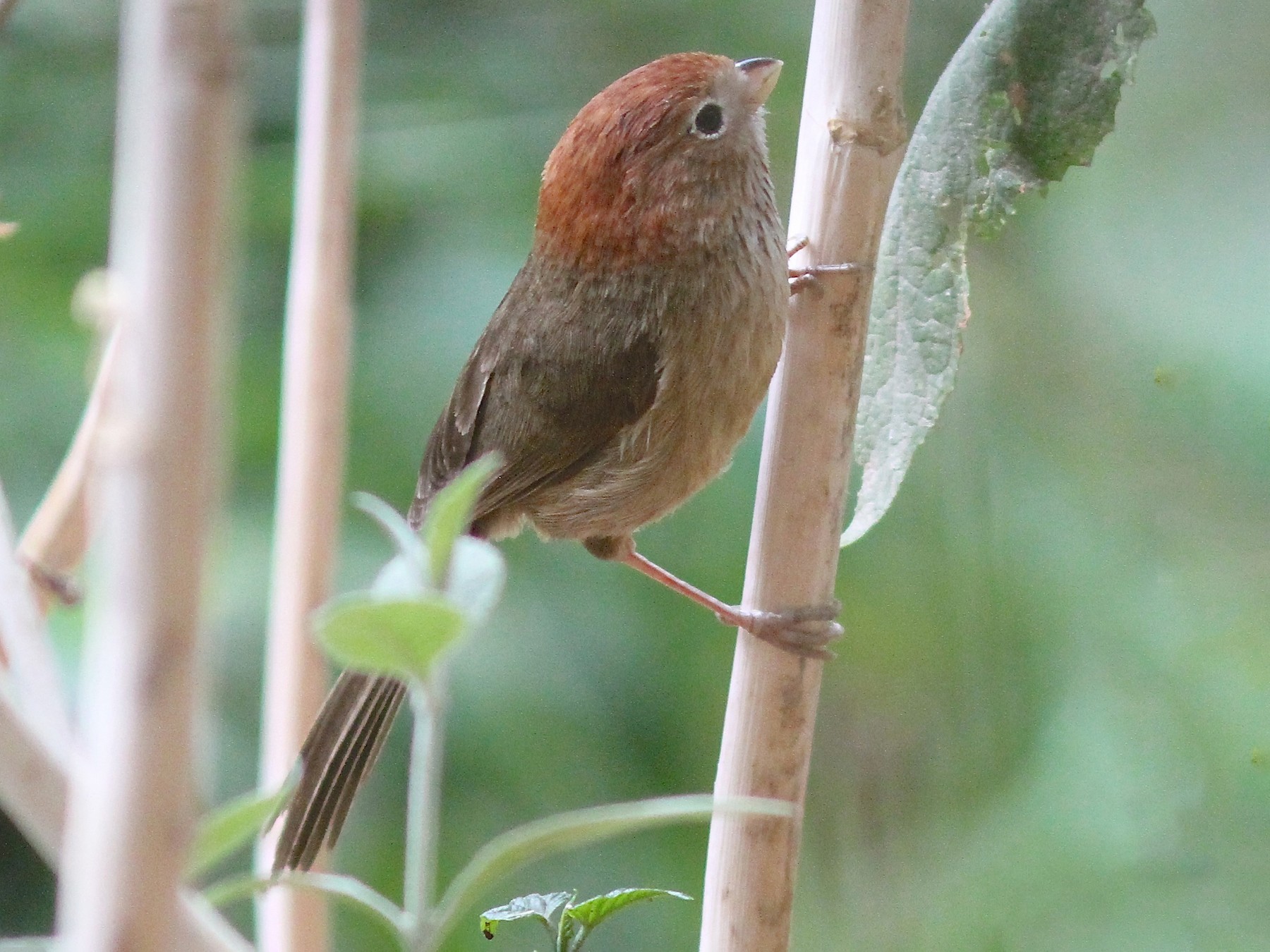 Eye-ringed Parrotbill - eBird