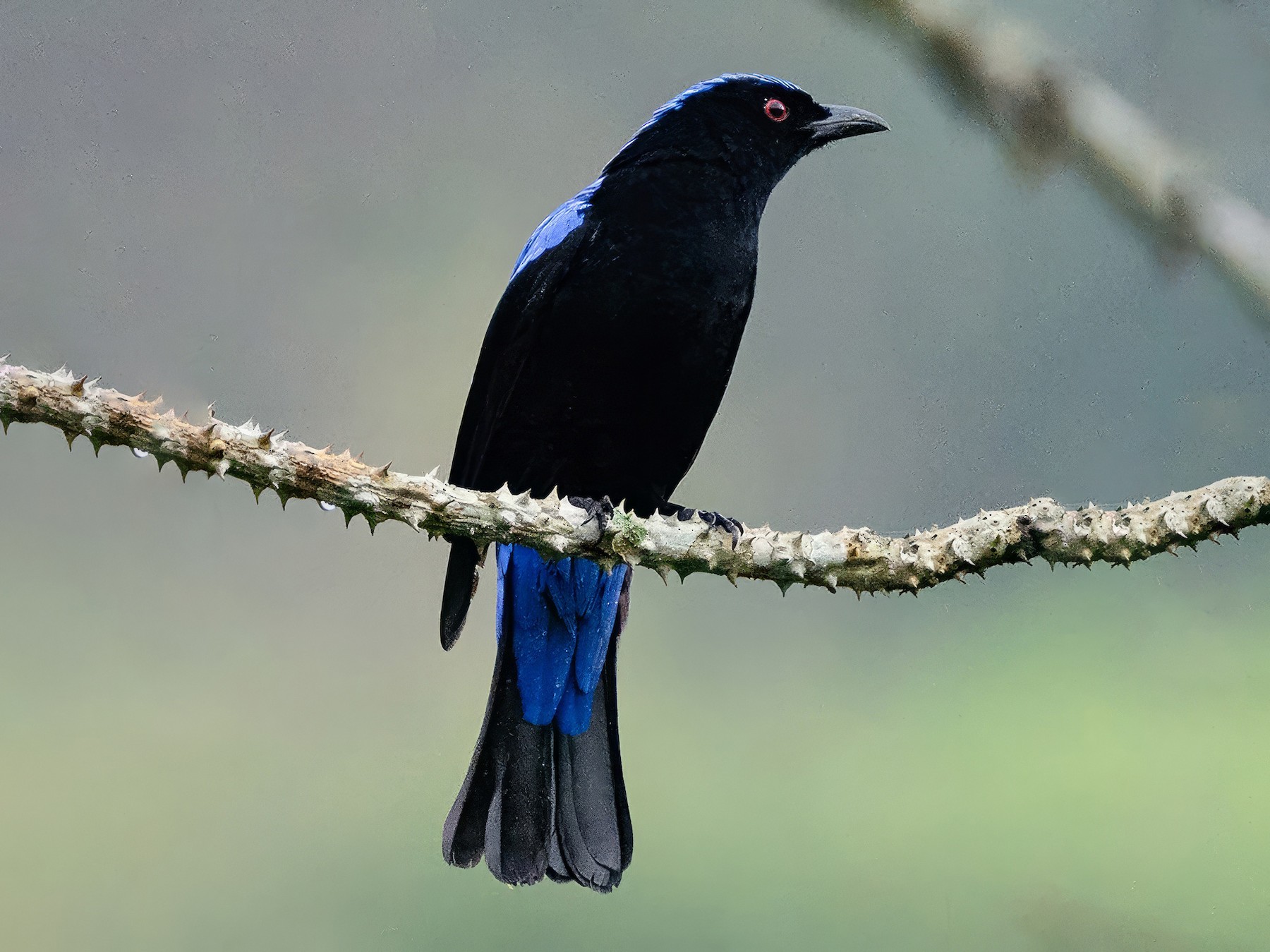 Asian Fairy-bluebird - eBird