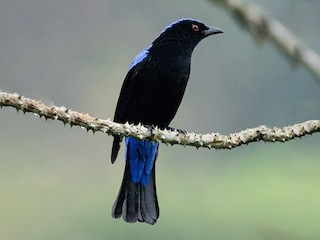 Asian Fairy Bluebird Thailand, Kaeng Krachan, Asian Fairy Bluebird On