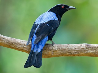 Asian Fairy-bluebird - eBird