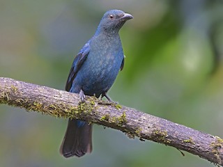 Asian Fairy Bluebird Thailand, Kaeng Krachan, Asian Fairy Bluebird On