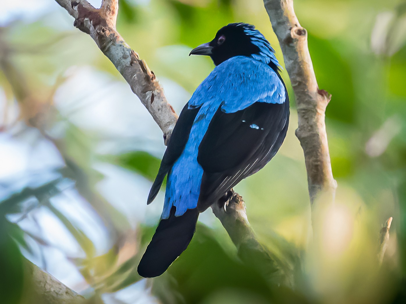 Palawan Fairy-bluebird - eBird