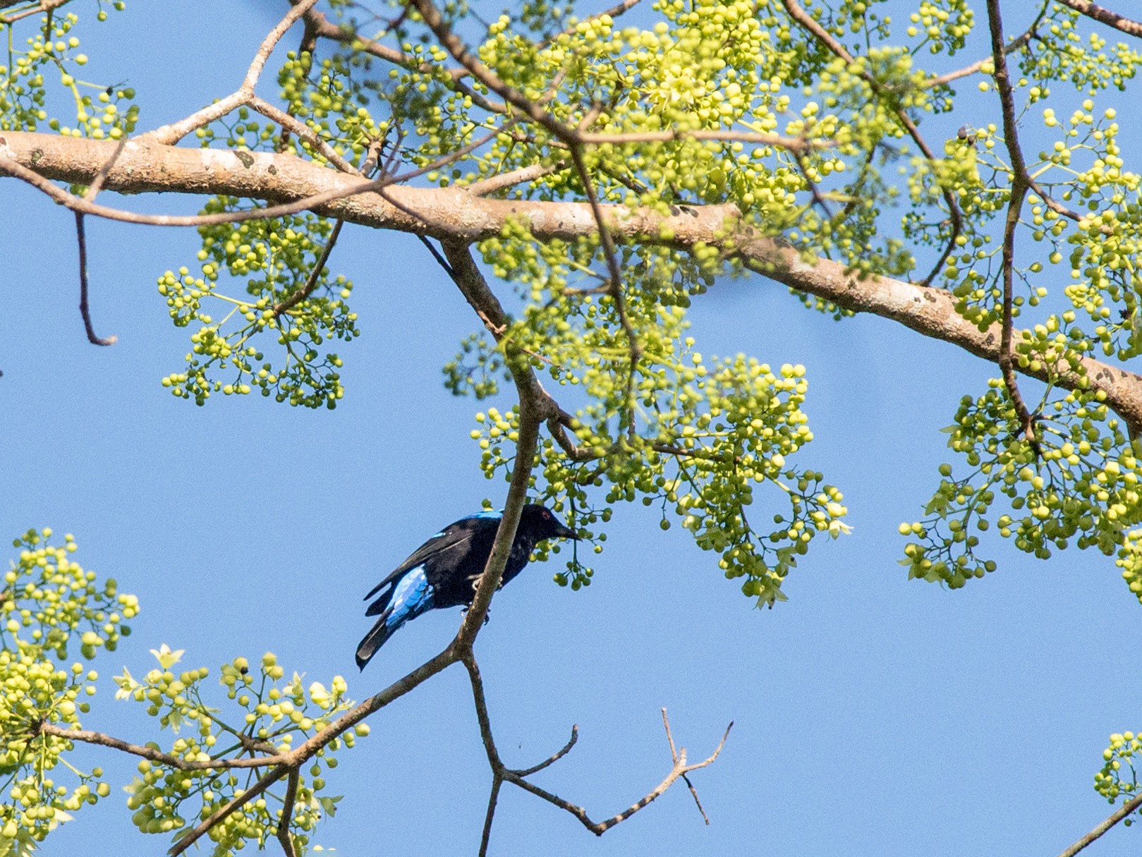 Palawan Fairy-bluebird - eBird