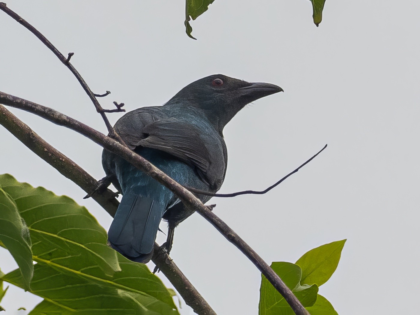 Palawan Fairy-bluebird - eBird