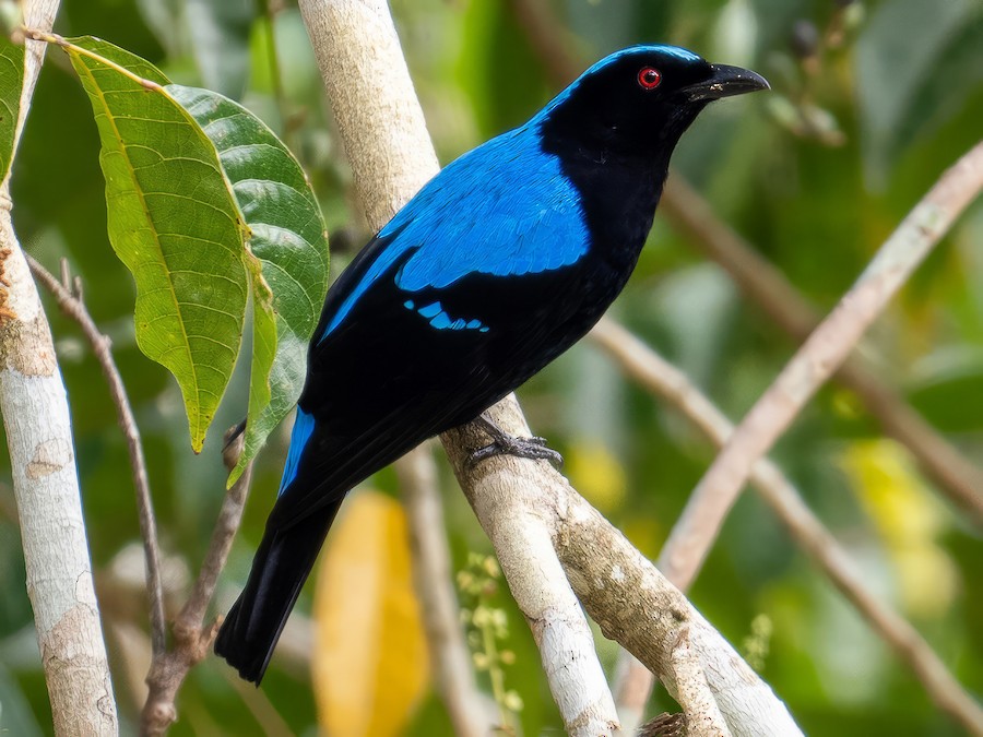 Palawan Fairy-bluebird - eBird