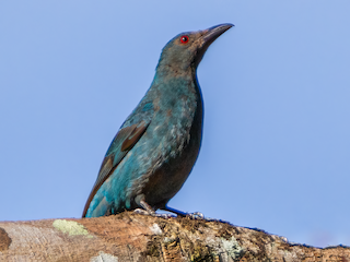 Palawan Fairy-bluebird - eBird