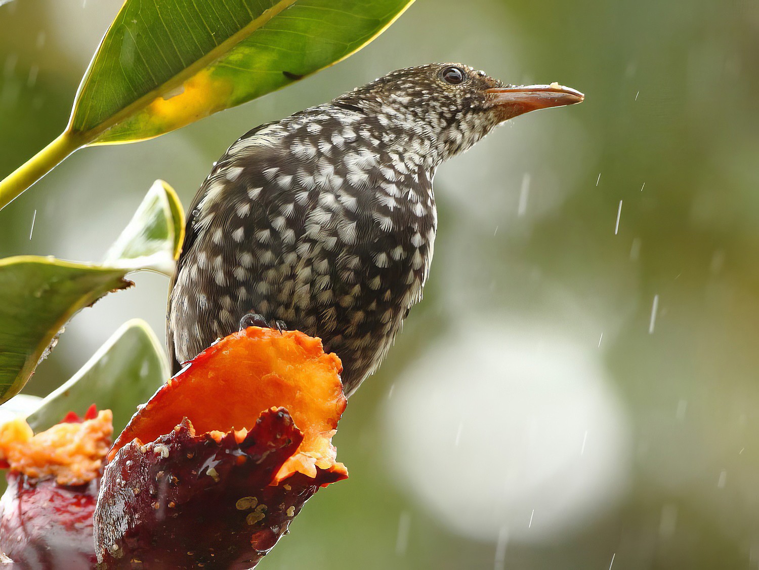 Spotted Berrypecker - eBird