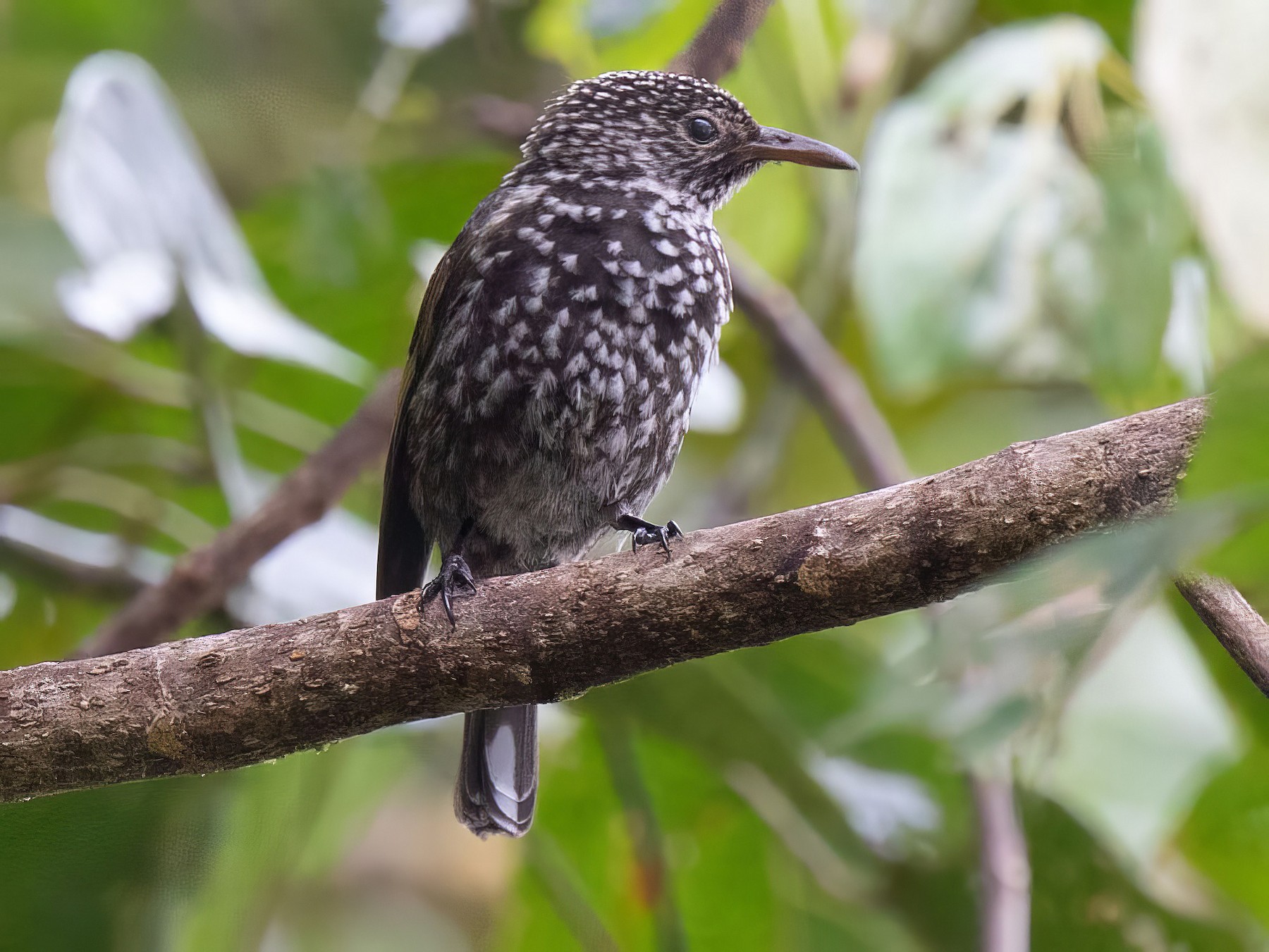 Spotted Berrypecker - eBird