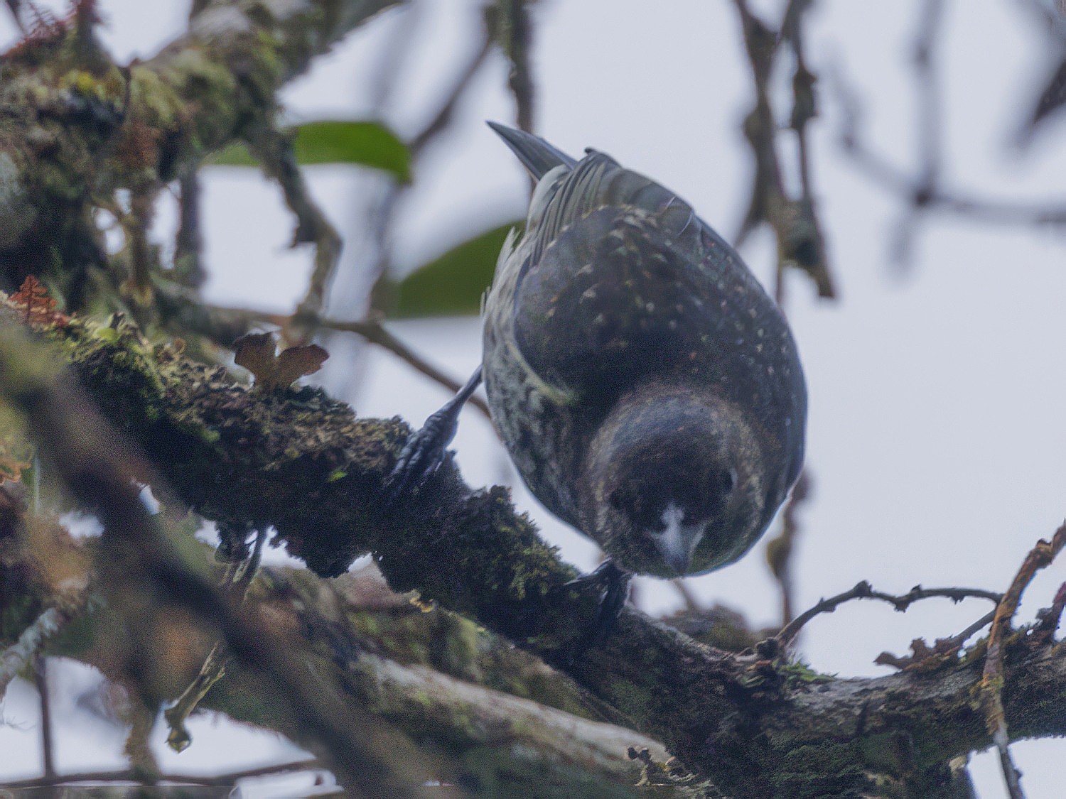 Thick-billed Berrypecker - eBird