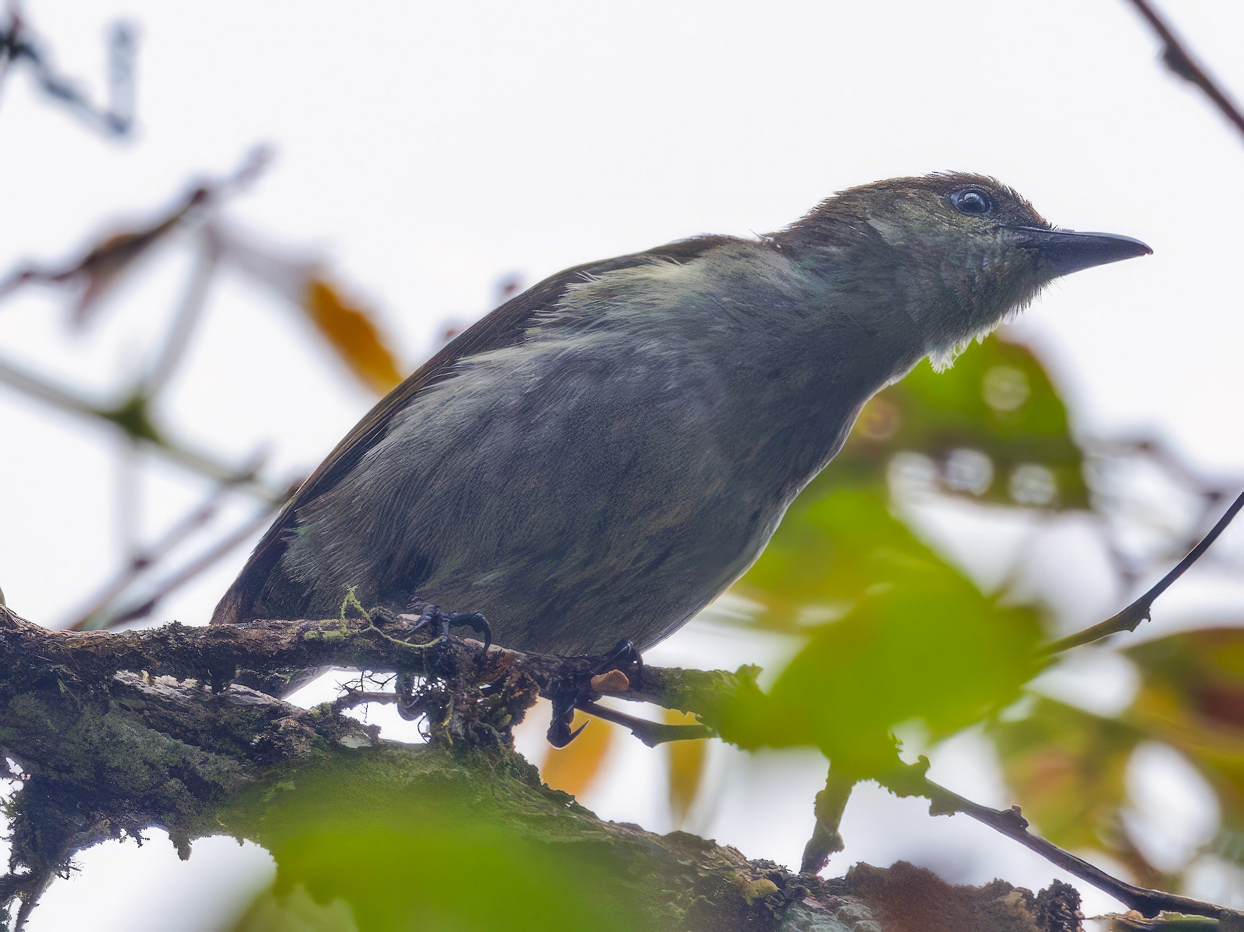 Thick-billed Berrypecker - eBird