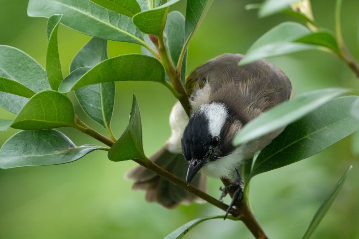 Light-vented Bulbul - Pycnonotus sinensis - Media Search - Macaulay ...