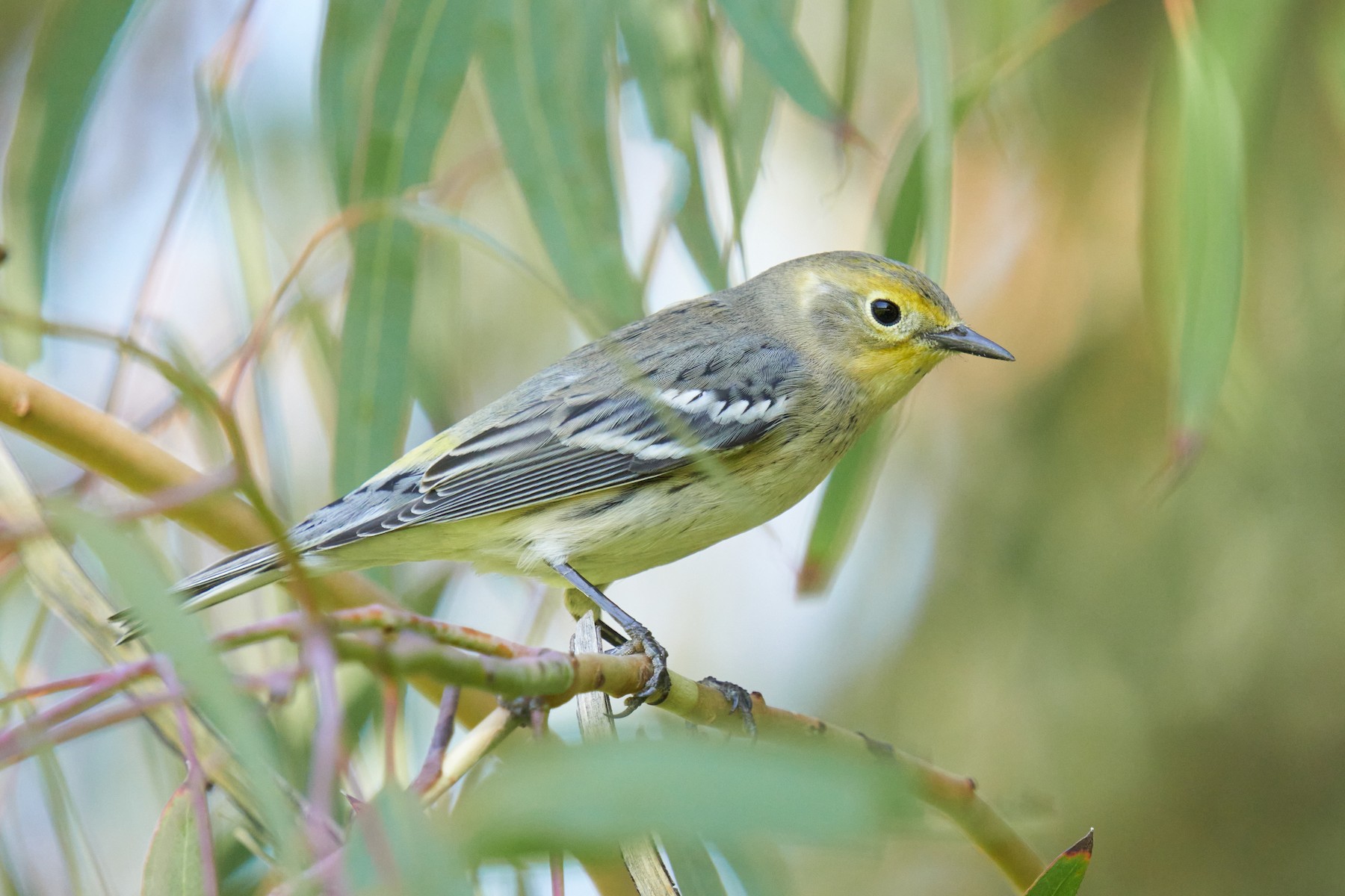 Yellow-rumped x Hermit Warbler (hybrid) - eBird