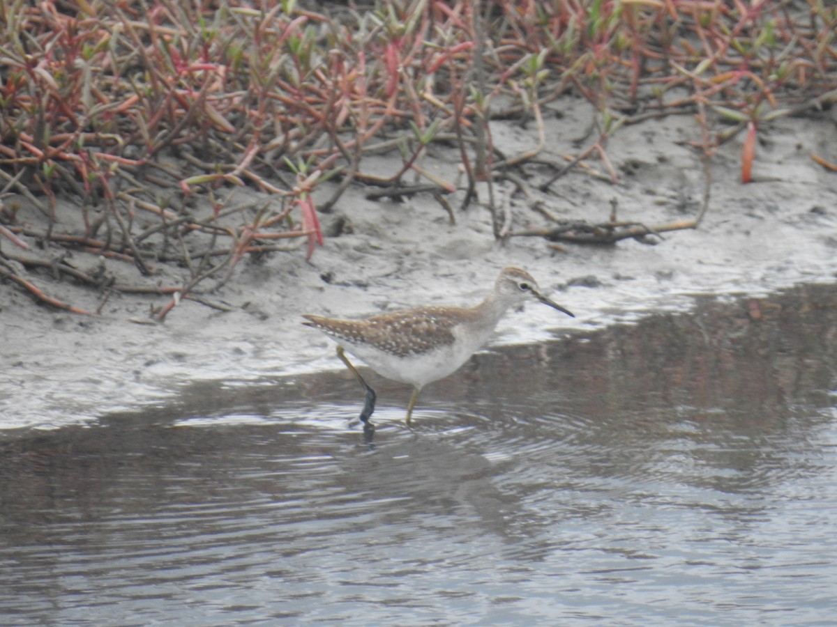 eBird Checklist - 7 Oct 2023 - Port of Brisbane Shorebird Roost - 22 ...